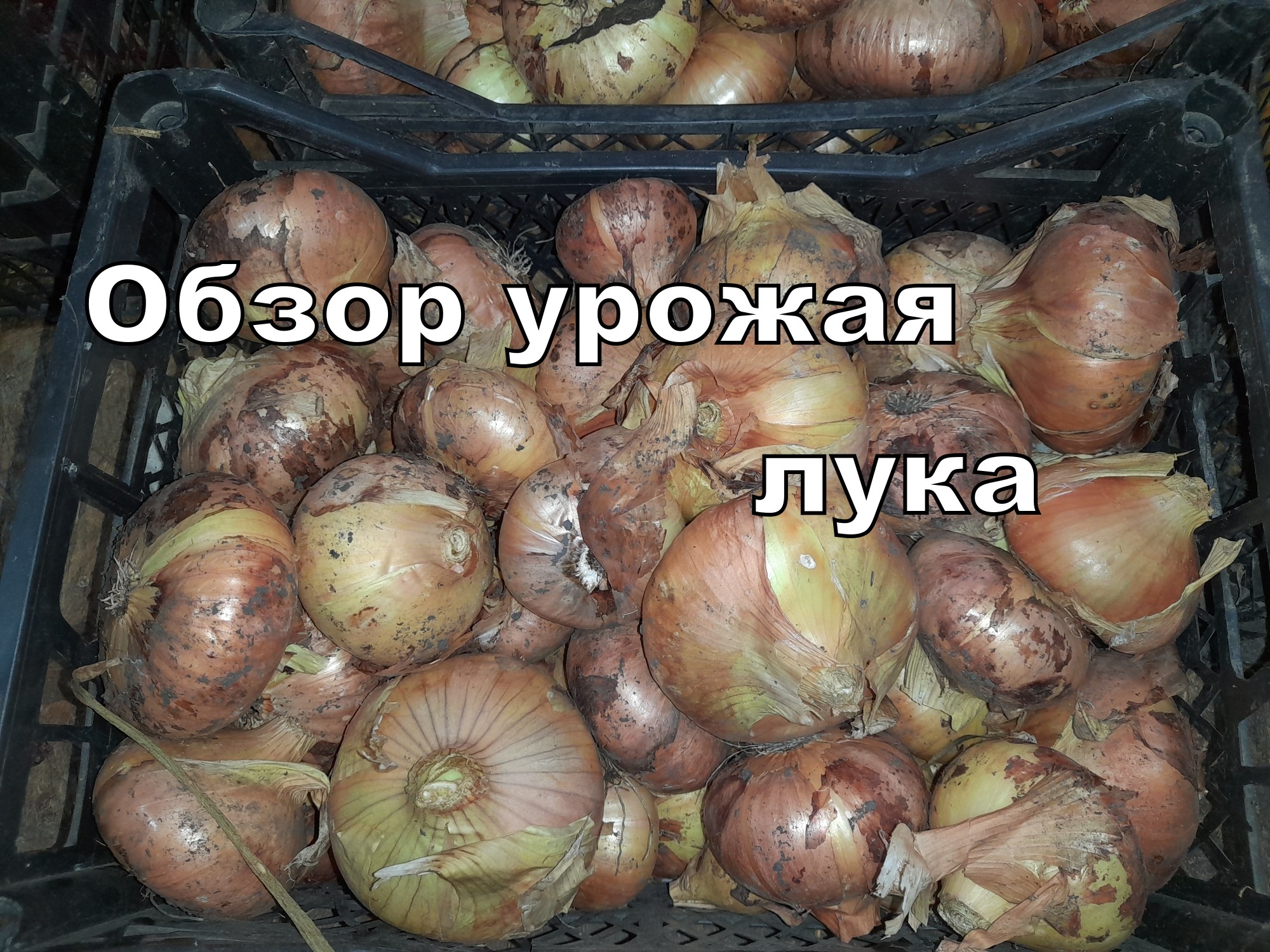 Обзор урожая лука 2023