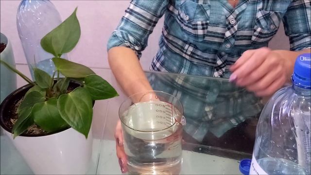 Как правильно поливать Антуриум, вода для полива