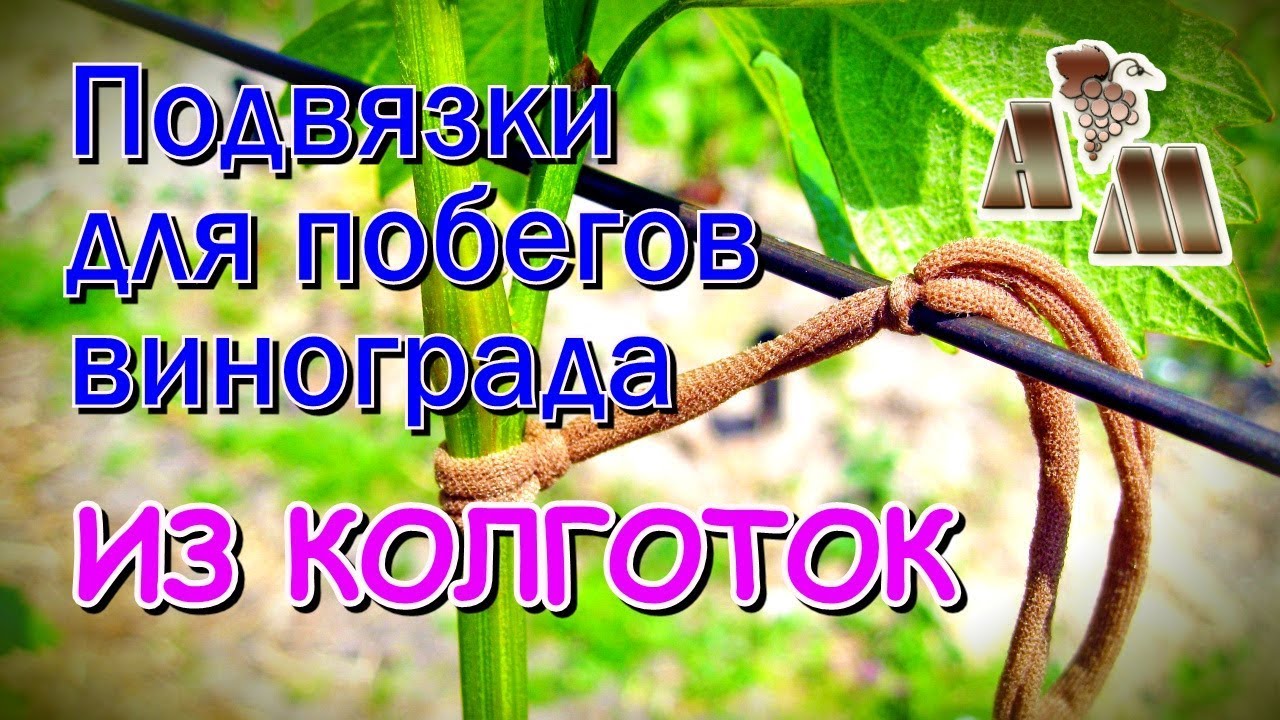 ? Подвязки для винограда из колготок