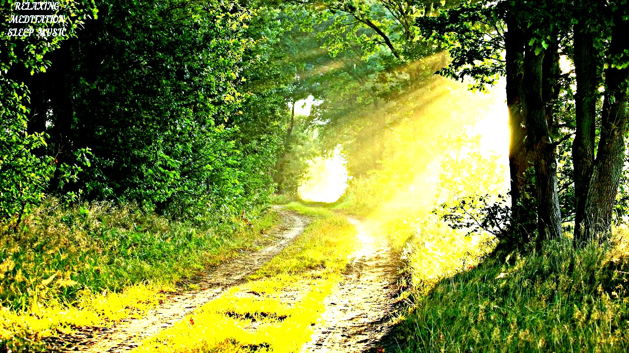 ?Красивая Соловьиная Песня. Щебетание Весенних Птиц. Утренний лес с пением птиц.Звуки Дикой Природы