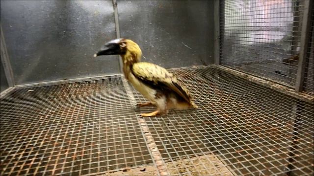 Птицы и звери  в стационаре госпиталя птиц Зеленый попугай