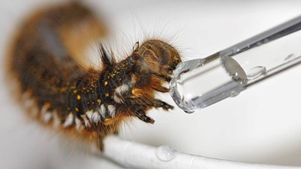 Жажда, не дай себе засохнуть (музыка "Дорога без конца"), плейлист "Мир входящему"