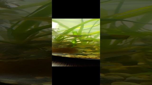 Нерест оризиаса 10 января 2023 года