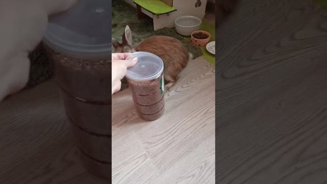 Ирискин и лен