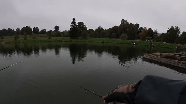 Ловля Форели на Платном Пруду _ Сытый Кот _ Зарыбление Пруда.