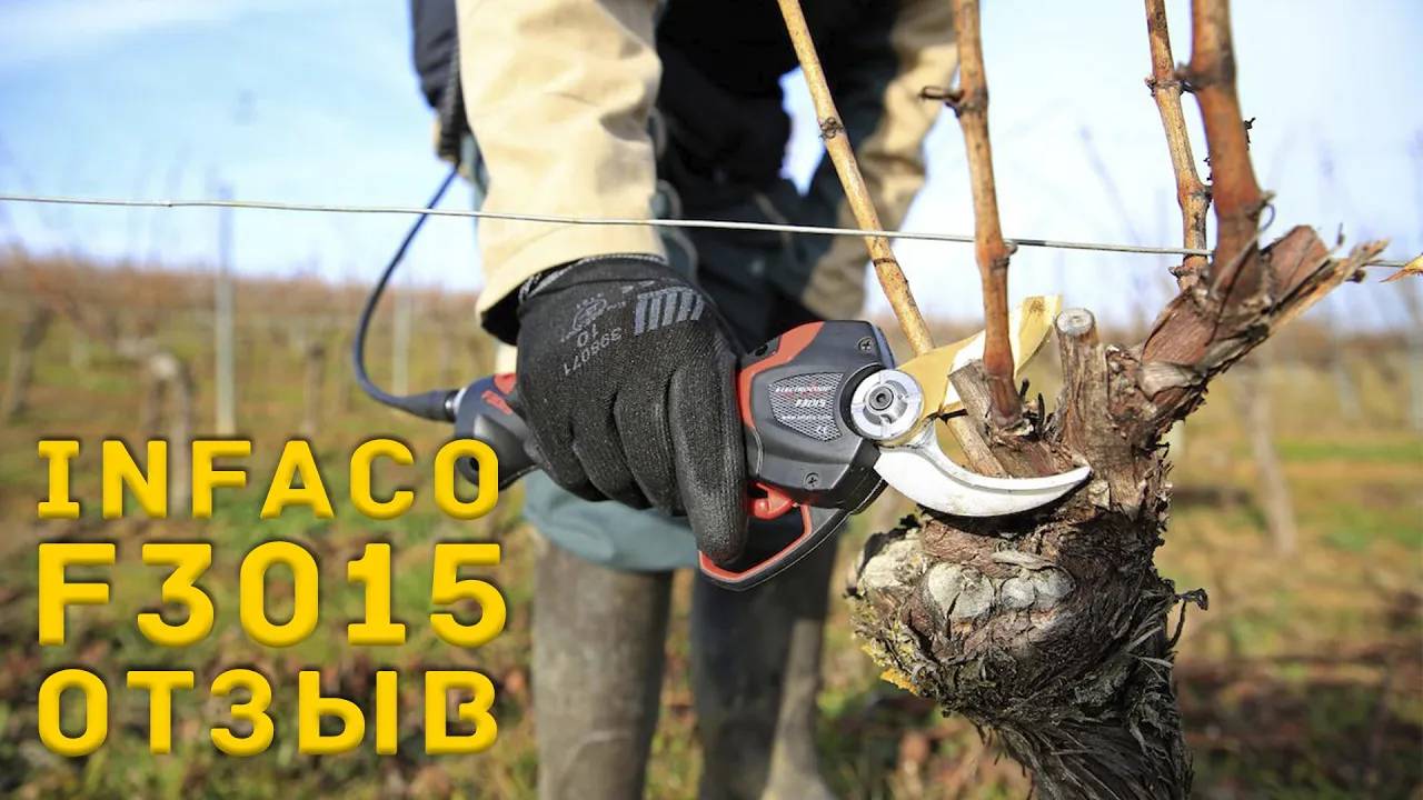 Отзыв о работе электрического секатора INFACO F3015
