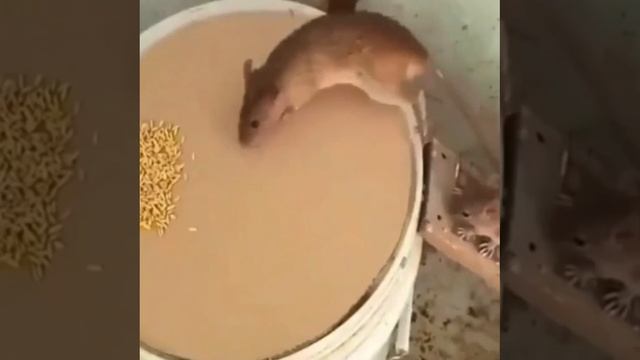 ? Гениальная ловушка для грызунов