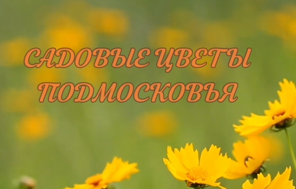 Садовые цветы Подмосковья