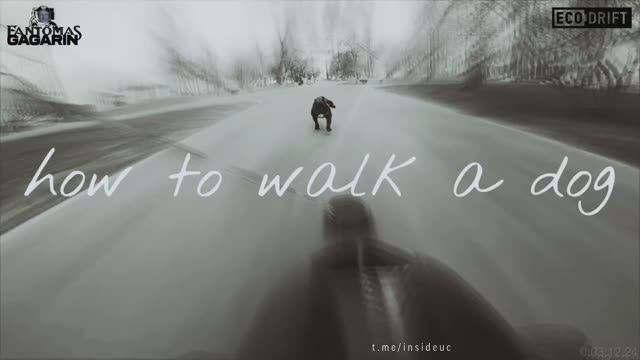 Как гулять с собакой на моноколесе