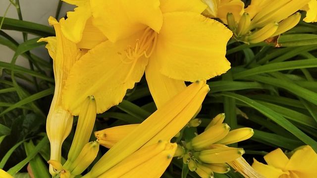 Пермь. Яркие лилии!