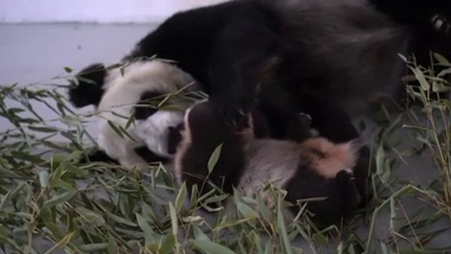 Пандушки красавцы)