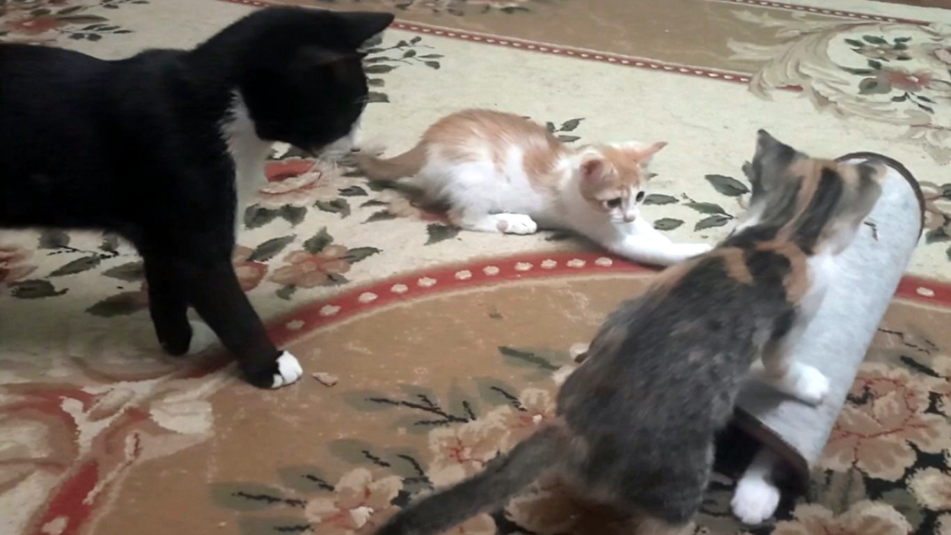 Соник и котята.