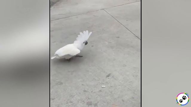 Забавные питомцы #84