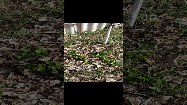 Наш огород. Весна.