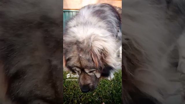 обзор на мою собаку Нурбай