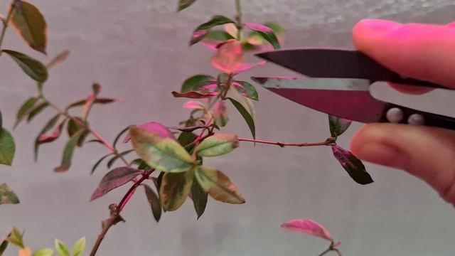 Вариегатный крупнолист. 8