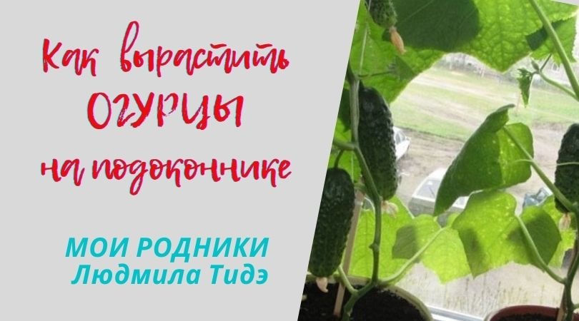 Как вырастить на подоконнике огурчики к майским праздникам.mp4