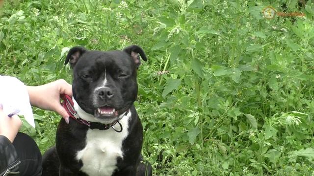 Анонс. По мотивам басни "Лебедь, рак и щука" АН МегаМир