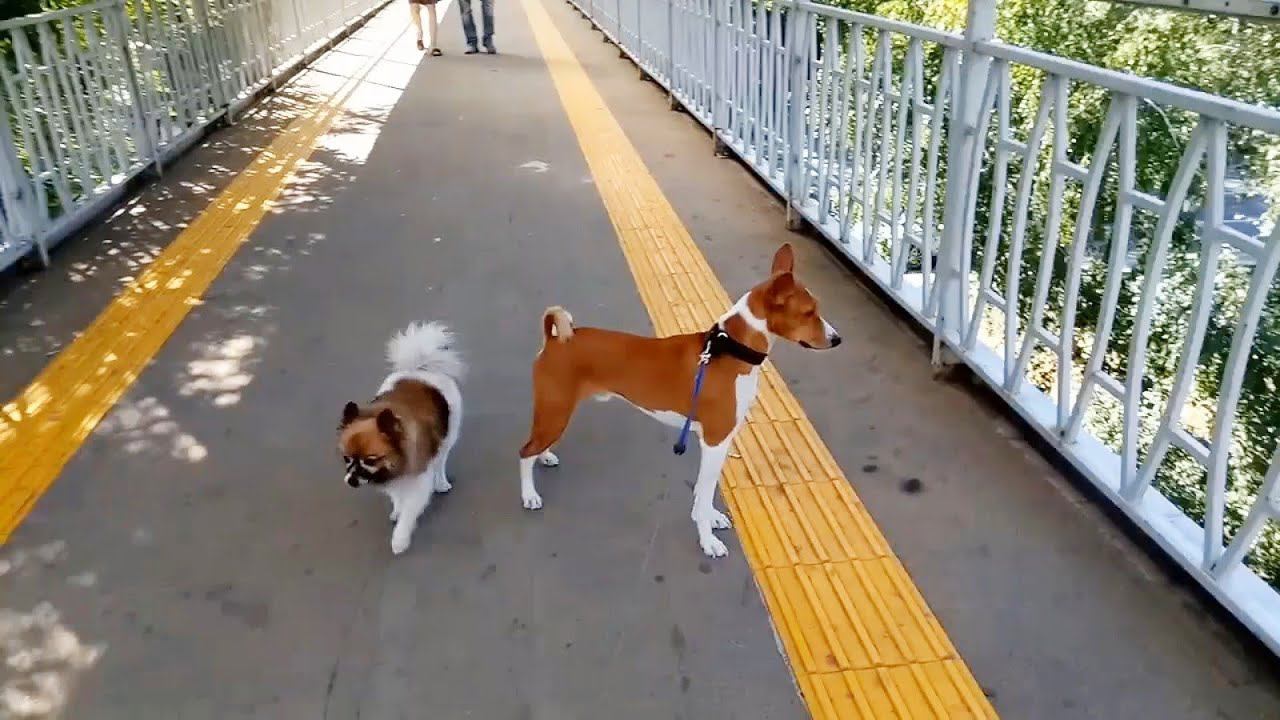 Джоли показывает Лео мост над проспектом