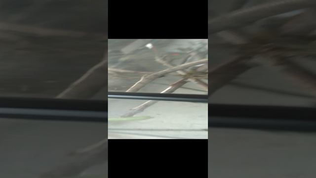 не могу натрудиться с этим богомолом