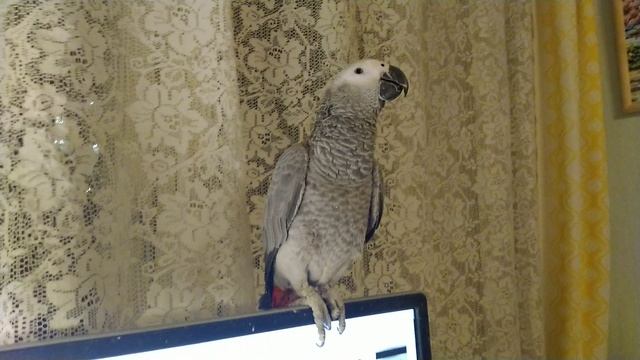 Попугай Дашка ворует маркеры с письменного стола свисая с монитора и чуть не опрокидывает пенал с ру