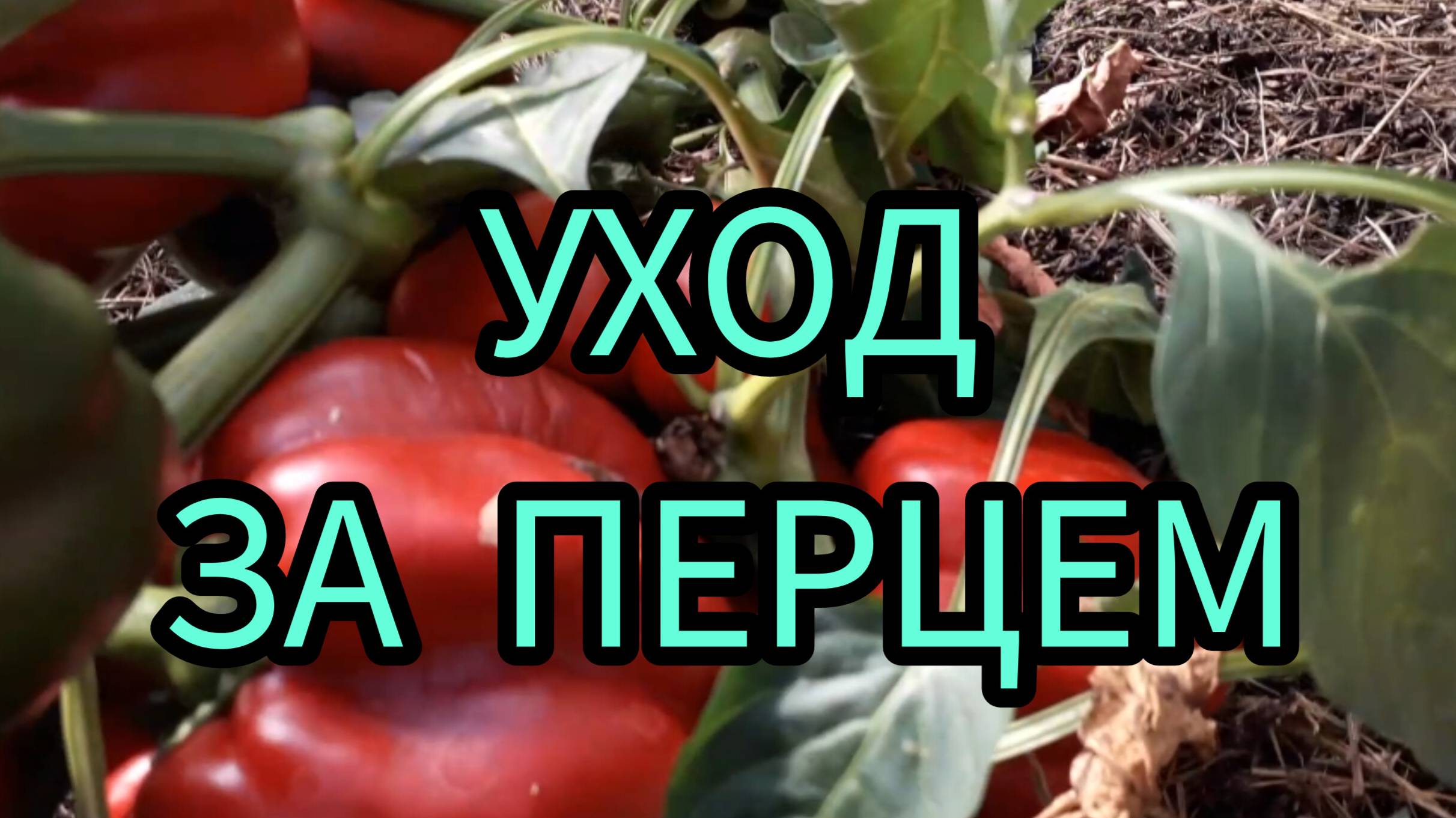 Уход за перцем