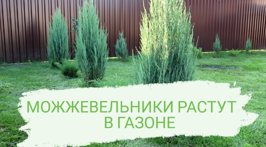 МОЖЖЕВЕЛЬНИКИ РАСТУТ В ГАЗОНЕ