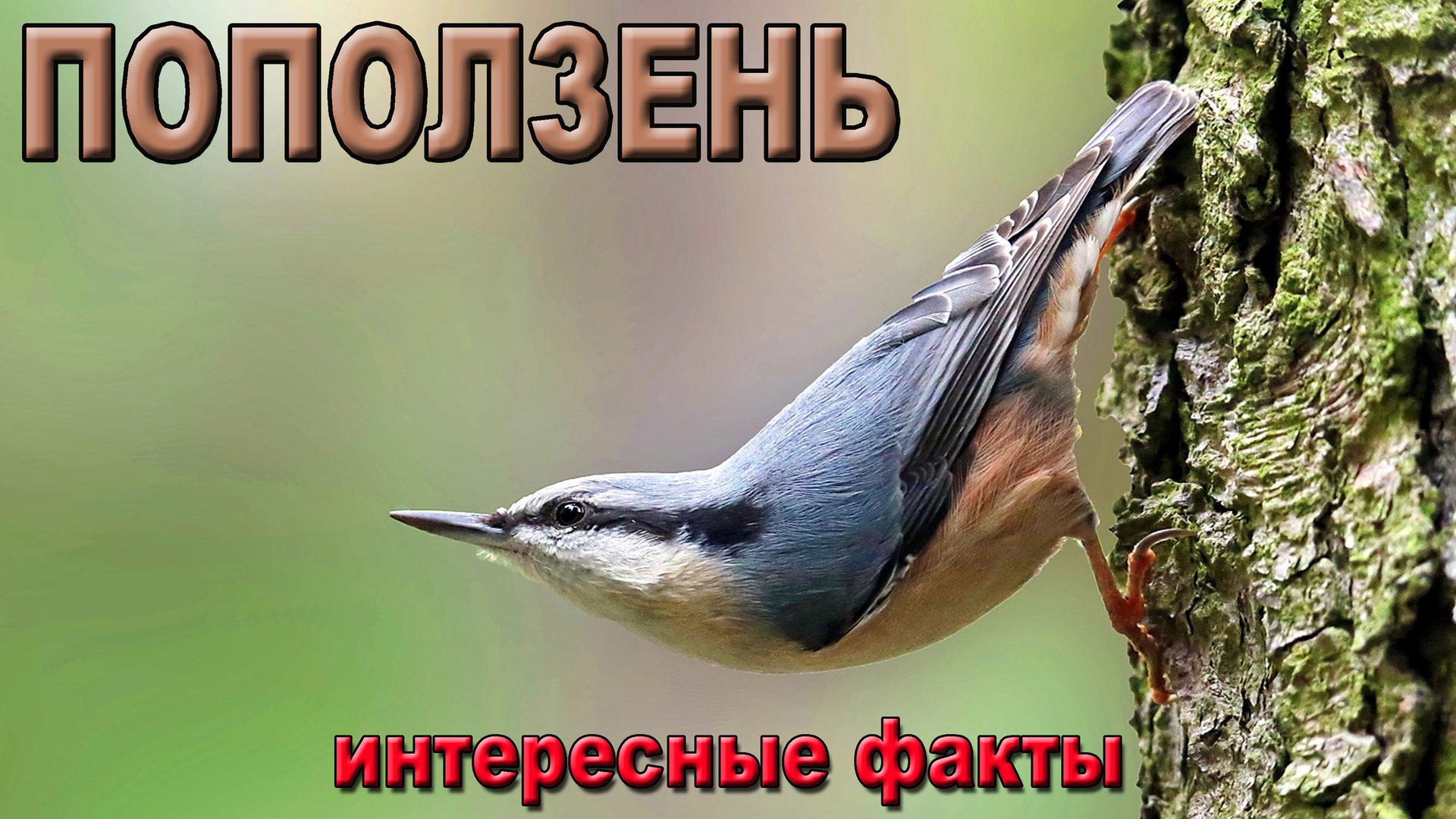 Поползень, интересные факты.