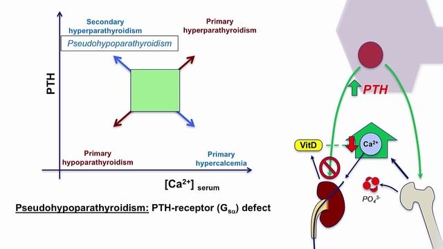 USMLE RX - 3.Эндокринная система - 3.Патология - 15.ГИПОпаратиреоз