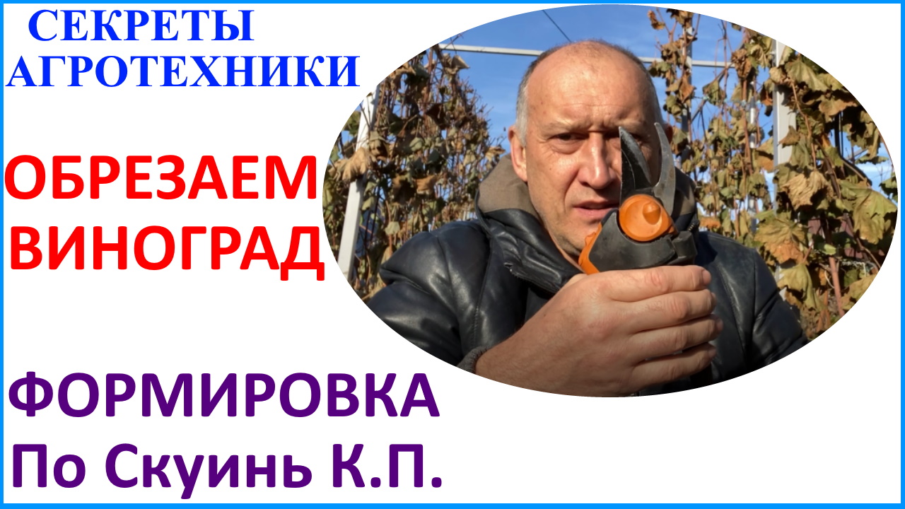 Обрезка винограда осенью или формировка куста по Скуинь К.П.