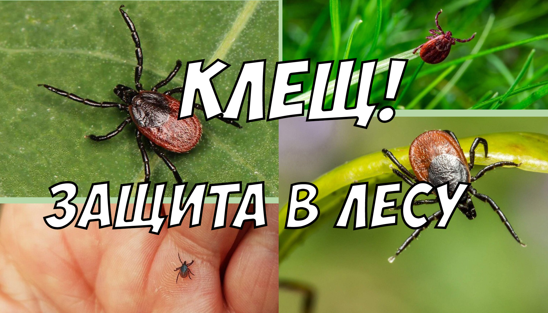 Боремся с клещами - правила безопасного похода в лес