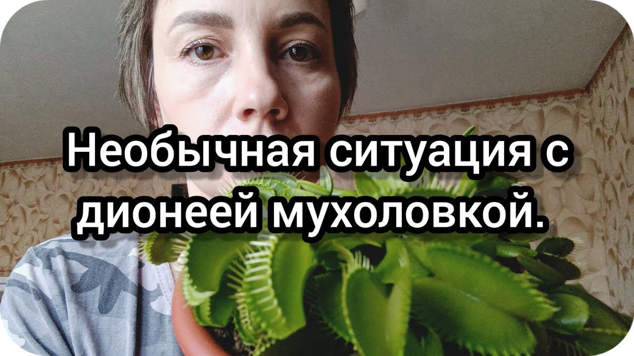 Необычная ситуация с дионеей мухоловкой. Что произошло с мухоловкой летом. #мухоловка