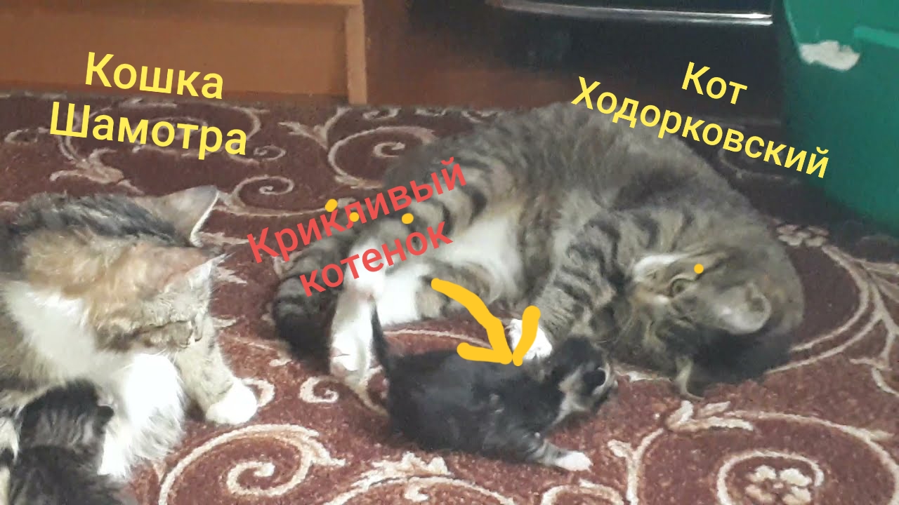 Кот успокаивает постоянно орущего котенка
