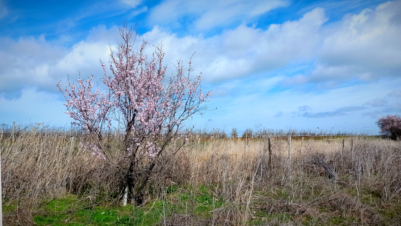 КРЫМ: цветущий миндаль