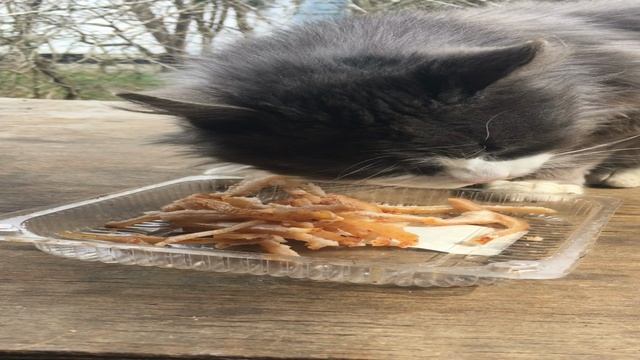 все хотят есть