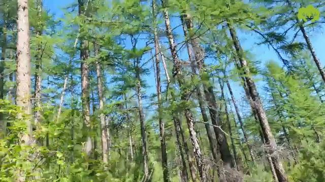 Охота на медведя с собаками в Магаданской области. Медведь на дереве.