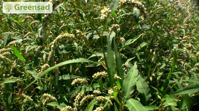 Как уничтожить сорняки на своем участке.