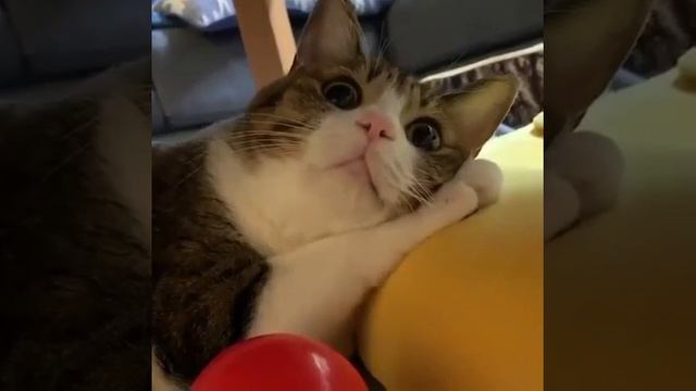 тест котик уведомления 2