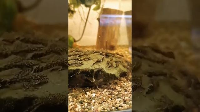 Мальки Анциструса вуалевого (Ancistrus cirrhosus Longfin fry) на обеде