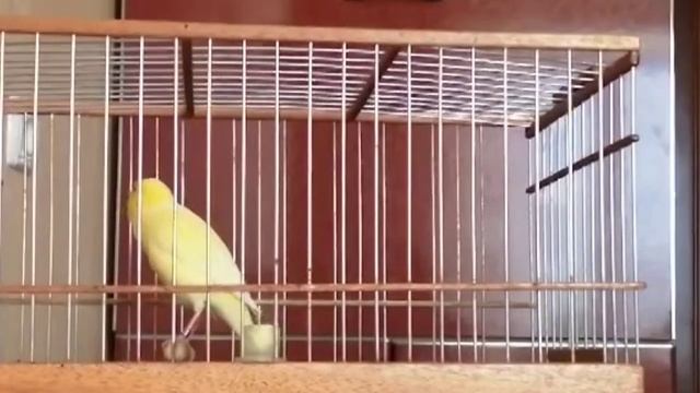 Пение Канарейки | Canary singing | Поёт Кенара