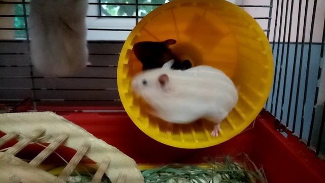 Аттракцион для хомячков. Разбираются с принципом действия колеса, получается не у всех