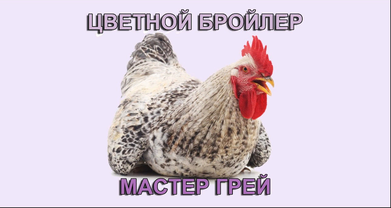 МАСТЕР ГРЕЙ цветной бройлер