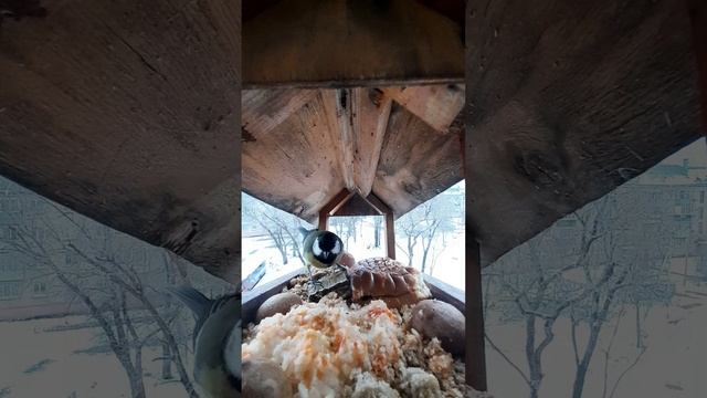 YouCut_20231204_155020989.mp4кормушка.04.12.2023г.