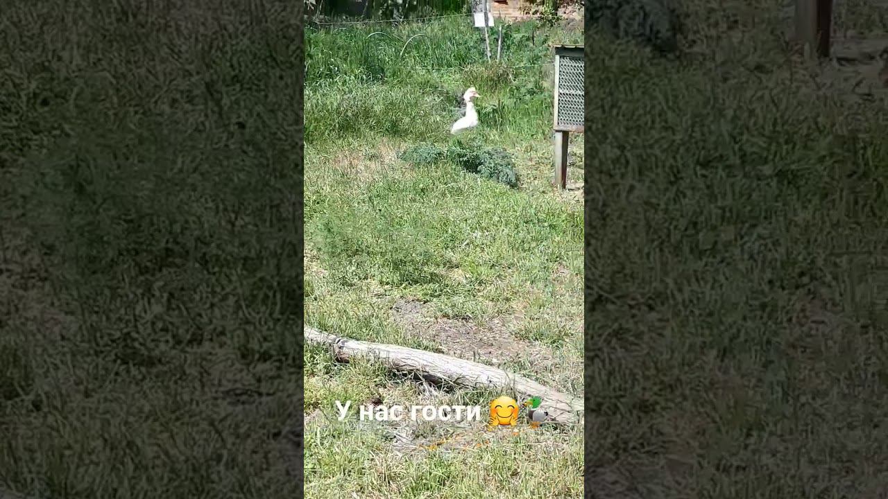 У нас гости  6 мая 2024 г.