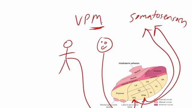 USMLE RX - 9.Неврология и спец.чувства - 1.Анат,физо - 40.Таламус