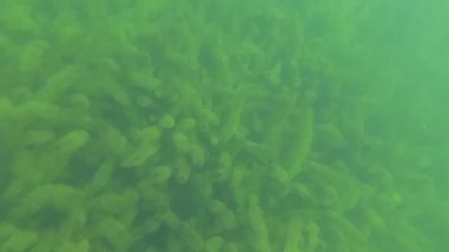 ПОДВОДНАЯ СЪЕМКА РЫБЫ НА ОЗЕРЕ.