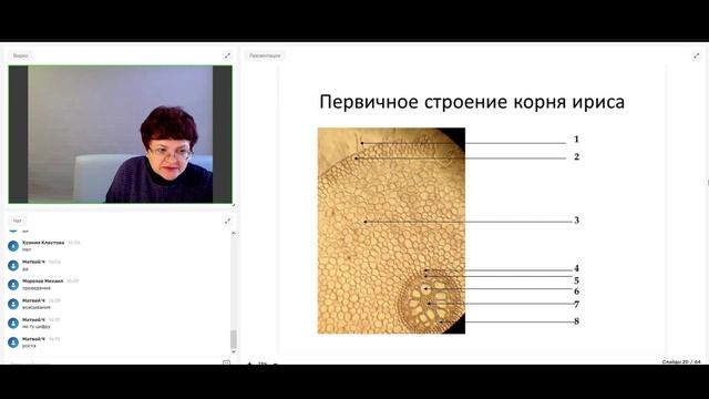 Строение вегетативного тела растения. 12 мая 2022