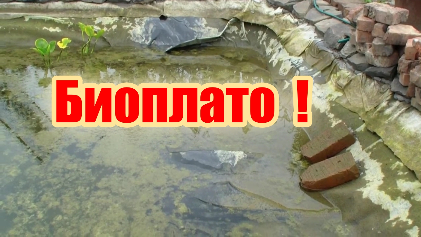 Пруд превращается в болото часть 1.