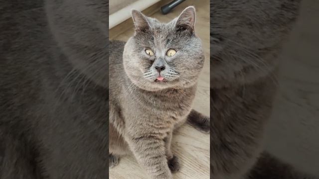 Смешные приколы с котами - Смешные коты - Тик Ток #21#