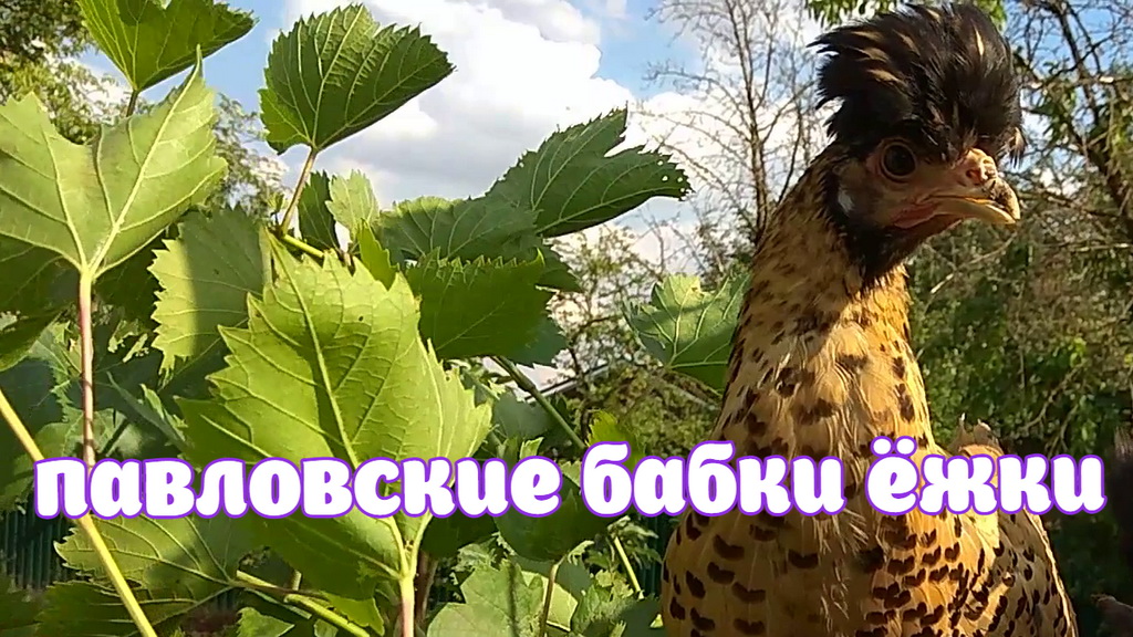 ПАВЛОВСКИЕ БАБКИ ЁЖКИ